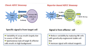 ADCC is an immune defense mechanism involving an effector cell lysing a ...